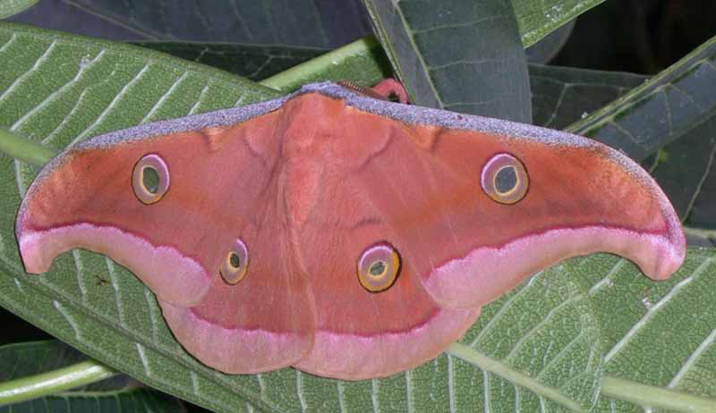 Antheraea mylitta - Alchetron, The Free Social Encyclopedia
