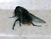 Blow Fly: All You Need To Know For Effective Pest Control - What's That ...