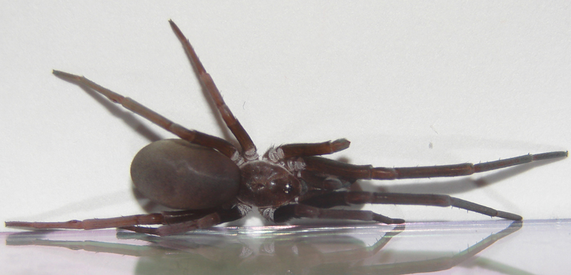 Crevice Weaver Spiders Unveiled: Essential Insights For Enthusiasts ...