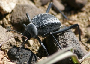 Darkling Beetle Life Cycle: A Fascinating Journey Explained - What's ...