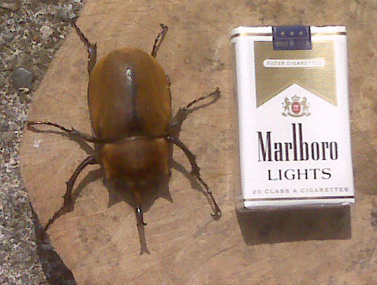 Elephant Beetle: All You Need to Know in a Nutshell - What's That Bug?
