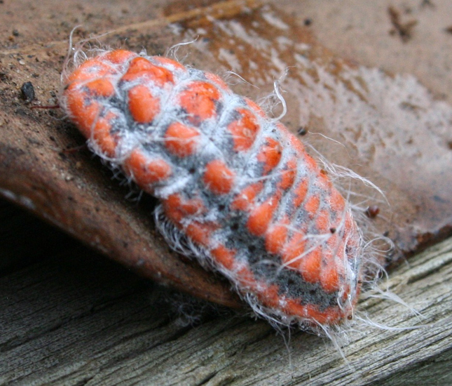 Scale Insect: All You Need to Know in a Quick, Friendly Guide - What's ...