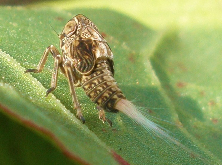 How To Get Rid Of Plant Hoppers In 5 Ways - What's That Bug?