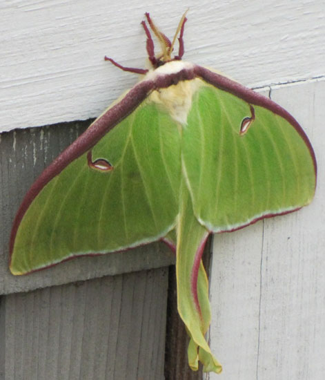 What Do Luna Moths Eat: A Guide to Their Unique Diet - What's That Bug?