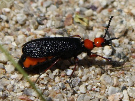 Blister Beetle: Quick Guide to Identify and Manage Infestations - What ...