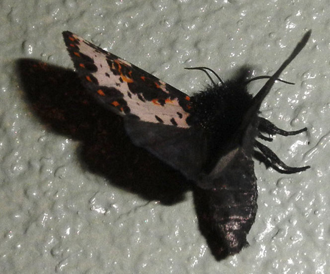 Flannel Moth: All You Need To Know For Your Next Encounter - What's ...