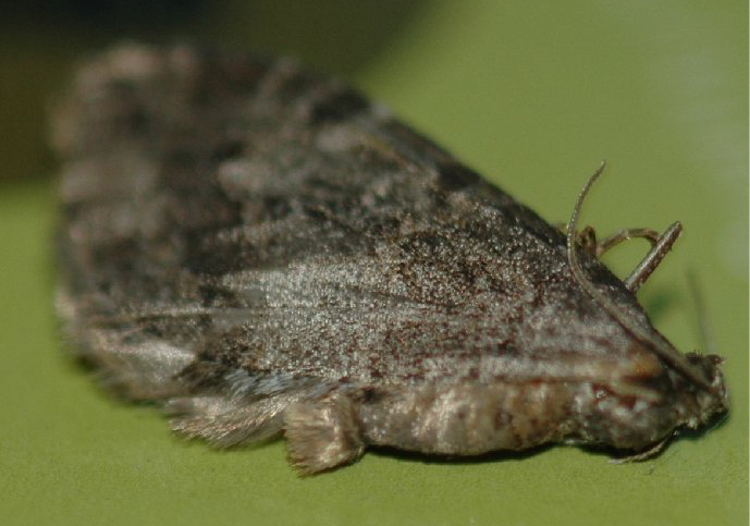 Geometer Moth: All You Need To Know In A Quick Guide - What's That Bug?