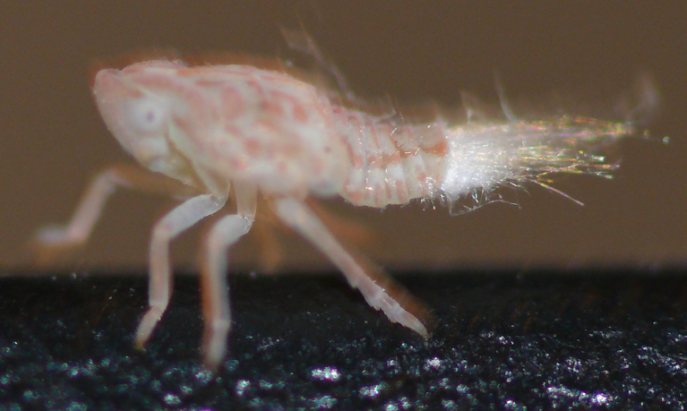 Planthopper Nymph (Fluffy Tail/Bum): Discovering Nature's Unique Little ...