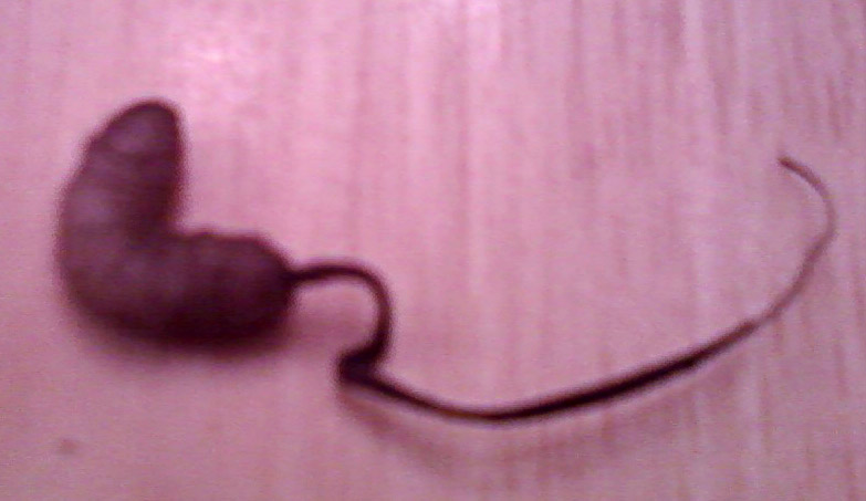 Explore the Fascinating Life Cycle of Rat-Tailed Maggots