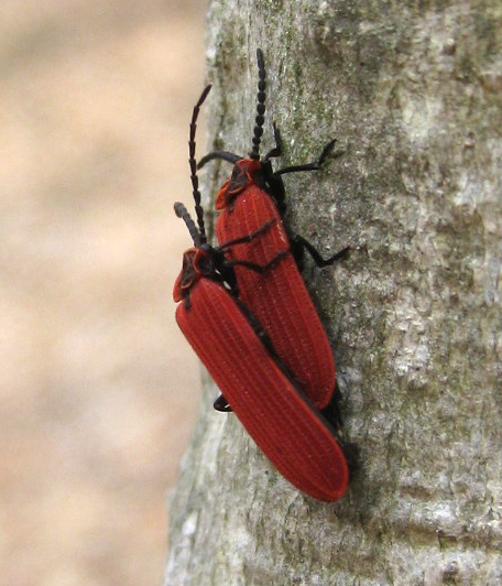 Net Winged Beetle: All You Need to Know in a Quick Guide - What's That Bug?