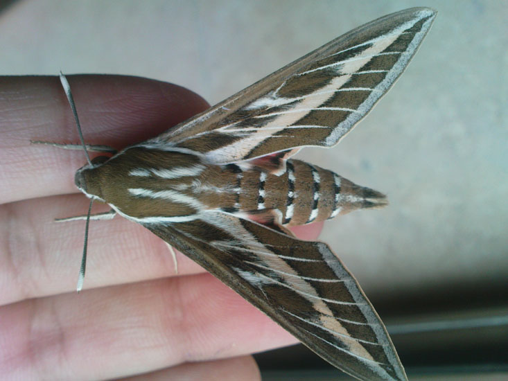 Striped Hawk Moth Facts: Uncovering Nature's Fascinating Secrets - What ...