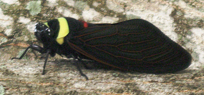 Where Are Cicadas Found? Discovering Their Global Habitats - What's ...