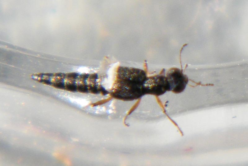 Discover the Rove Beetle: A Quick Essential Guide to This Insect