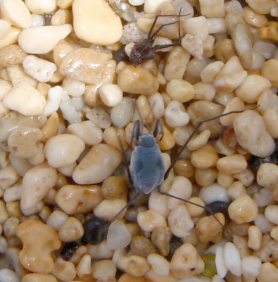 Can Water Striders Fly? Uncovering The Truth About These Aquatic ...