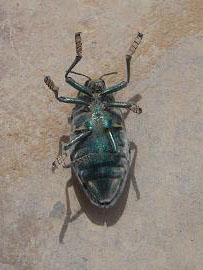 Are Jewel Beetles Poisonous? Uncovering The Truth - What's That Bug?