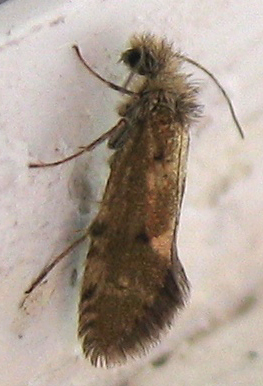 Small Moths Flying Around House: Effective Solutions to Enjoy a Bug ...