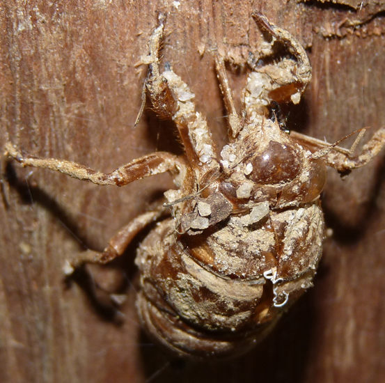 Do Birds Eat Cicadas? A Fascinating Avian Behavior Insight - What's ...