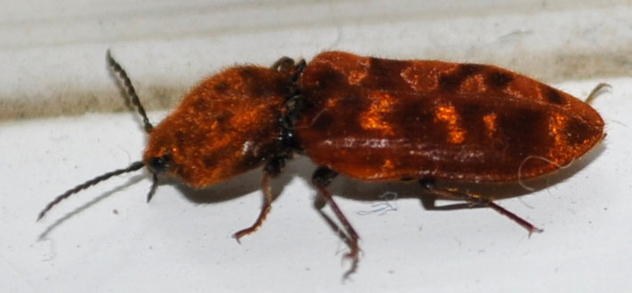 Click Beetles Demystified: Key Facts Summarized For Easy Understanding ...