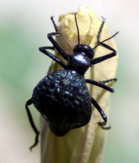 Desert Spider Beetle: Your Quick Guide To These Fascinating Insects ...