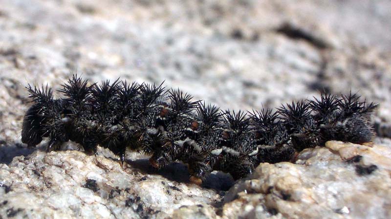Buck Moth Caterpillar: All You Need To Know For Safe Encounters - What ...