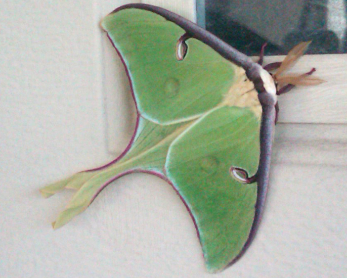 Luna Moth Host Plant: Comprehensive Guide for Enthusiasts - What's That ...