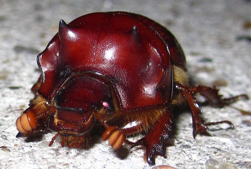 Earth Boring Dung Beetle, not Ox Beetle - What's That Bug?