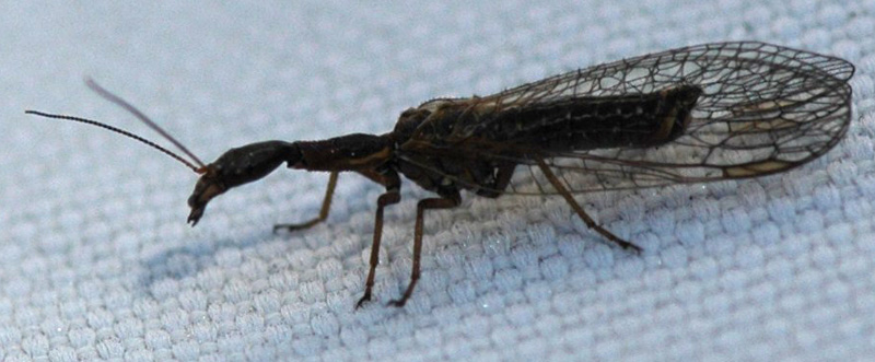 Snakefly - All You Need to Know - What's That Bug?