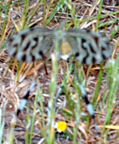 Lacewing: Nature's Secret Weapon Unveiled for Gardeners