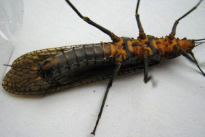 Stonefly: All You Need To Know In A Nutshell - What's That Bug?