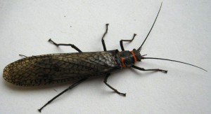 Stonefly: All You Need To Know In A Nutshell - What's That Bug?