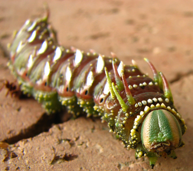 Hubbards Silkmoth: All You Need to Know for Enthusiasts and Curious ...