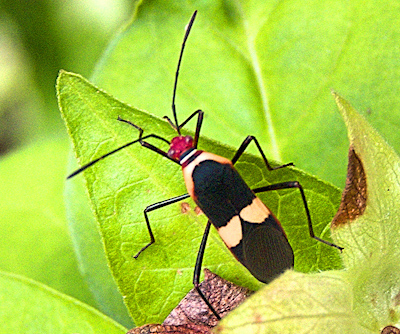 Leaf Footed Bug: All You Need to Know in a Nutshell - What's That Bug?