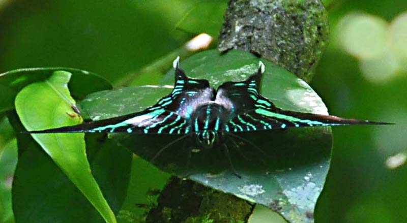 Sunset Moth: All You Need to Know for a Colorful Encounter - What's ...