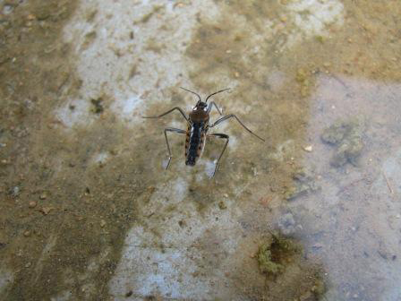 Unveiling Cricket Adaptations: Secrets To Surviving In Diverse Settings ...