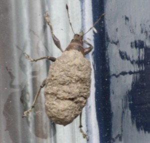 What Do Weevils Eat? - What's That Bug?