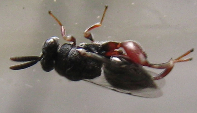 Chalcid Wasp: All You Need to Know in a Nutshell - What's That Bug?