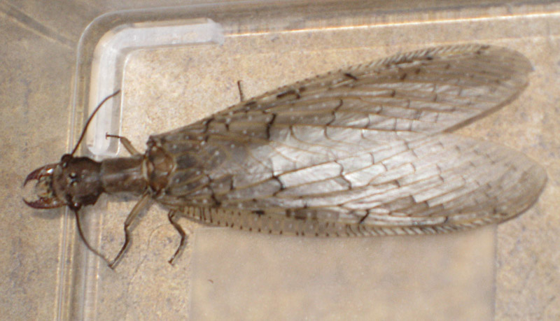 Dobsonfly Guide: Everything You Need To Know - What's That Bug?
