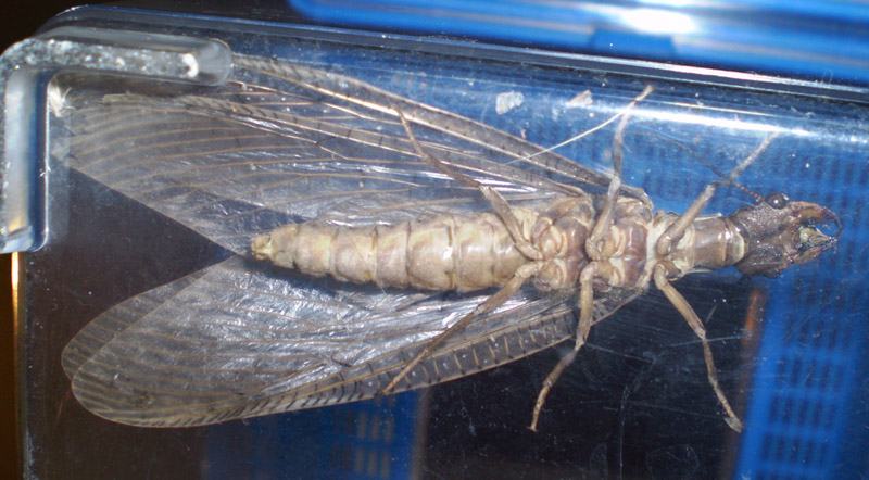 Female Dobsonfly from Mexico - What's That Bug?