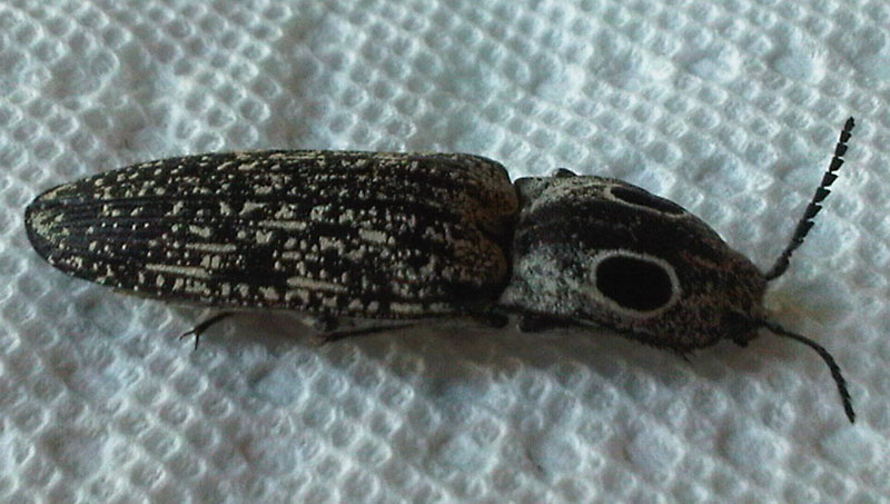 Eastern Eyed Click Beetle: All You Need to Know in a Quick Guide - What ...