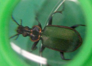 Fiery Searcher: All You Need to Know in 5 Minutes - What's That Bug?