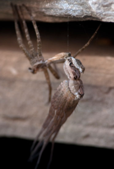 Where Do Fishing Spiders Live? Exploring Their Natural Habitats - What ...