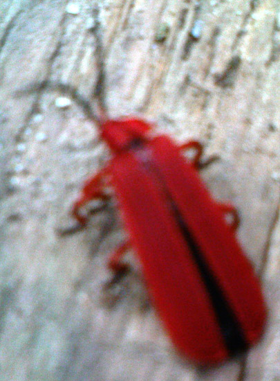 Net Winged Beetle: All You Need to Know in a Quick Guide - What's That Bug?