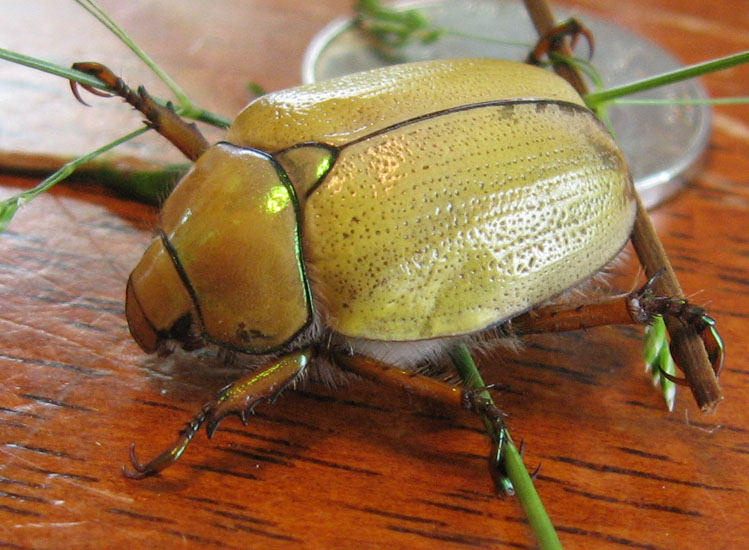 Goldsmith Beetle: All You Need To Know In A Nutshell - What's That Bug?