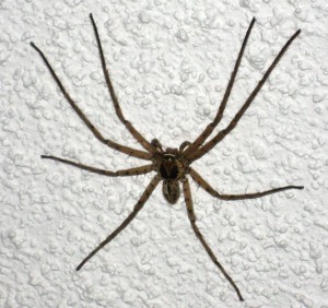 Are Huntsman Spiders Friendly? Can You Keep Them In Your House? - What ...