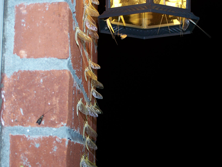 When Do Mayflies Hatch: Insight into Their Life Cycle - What's That Bug?