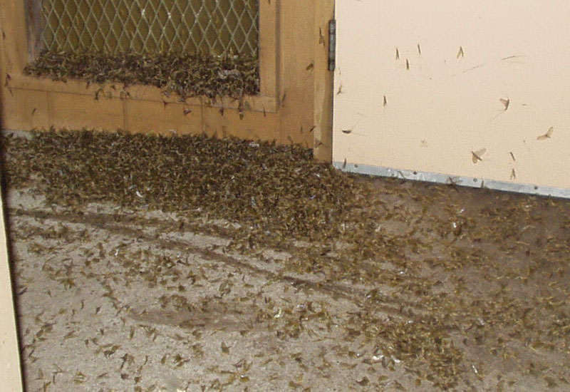 Swarming Mayflies - What's That Bug?