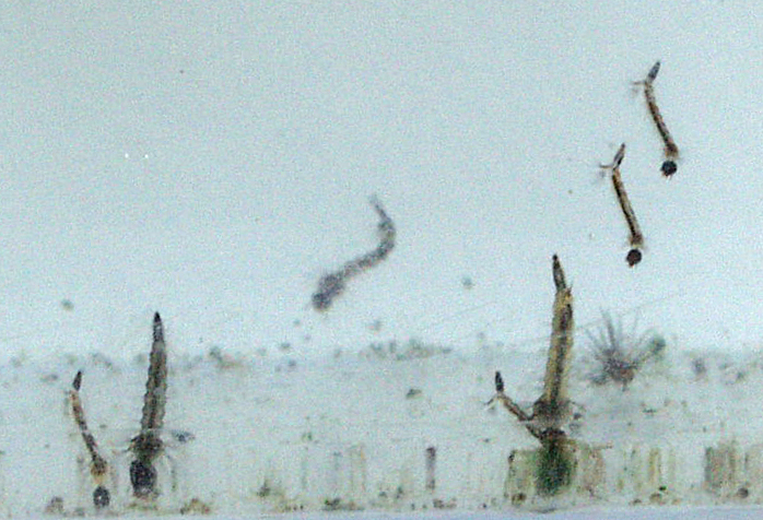 Mosquito Adaptations: Unveiling Nature's Pesky Innovators - What's That ...