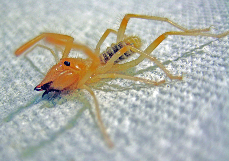 Camel Spiders in the US: Unveiling Their Habitat and Distribution