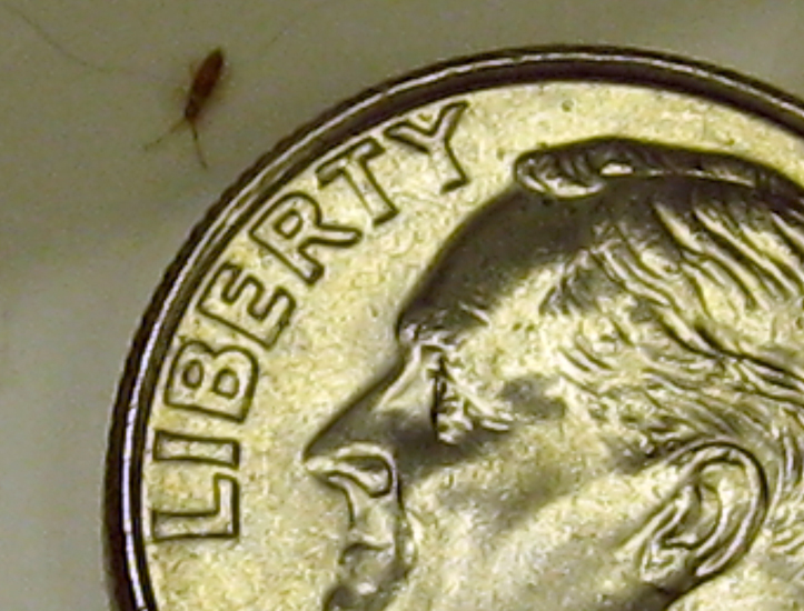 How To Get Rid Of Springtails In Bed? Helpful Tips - What's That Bug?