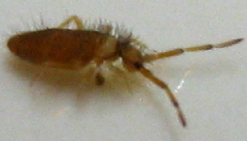 Springtail Whats That Bug